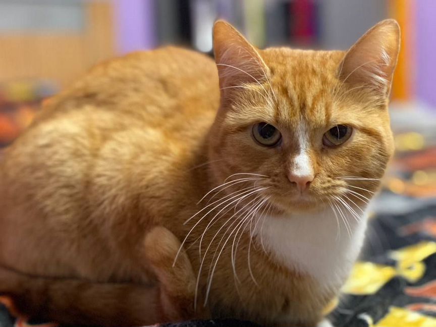 Рыжий котенок девочкав добрые руки бесплатно