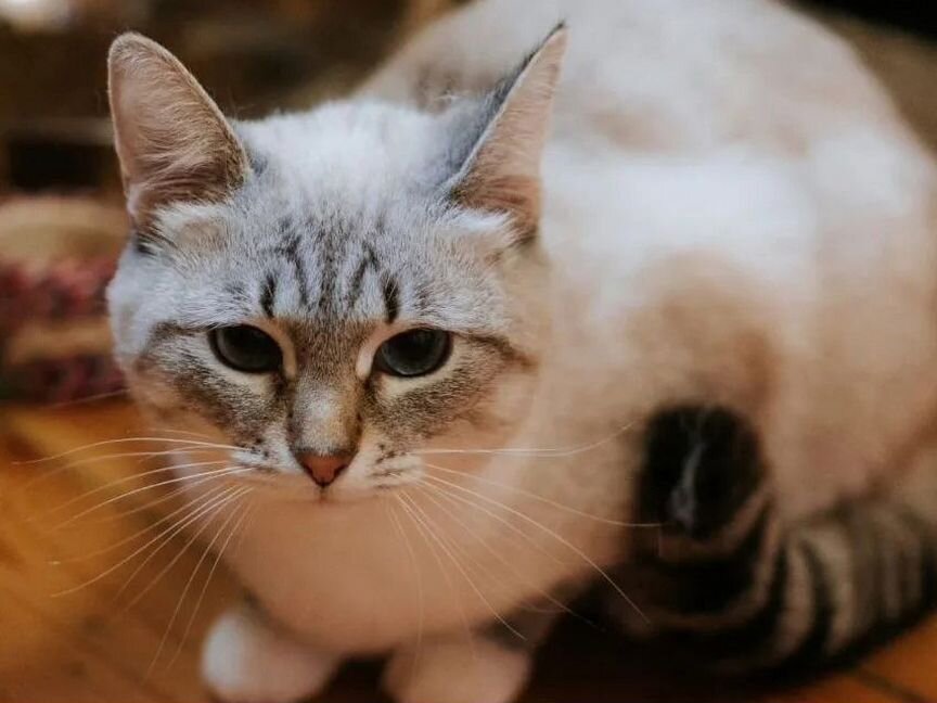 Тайская кошечка в приюте