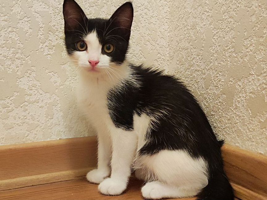 Пасхальный котик Михаил