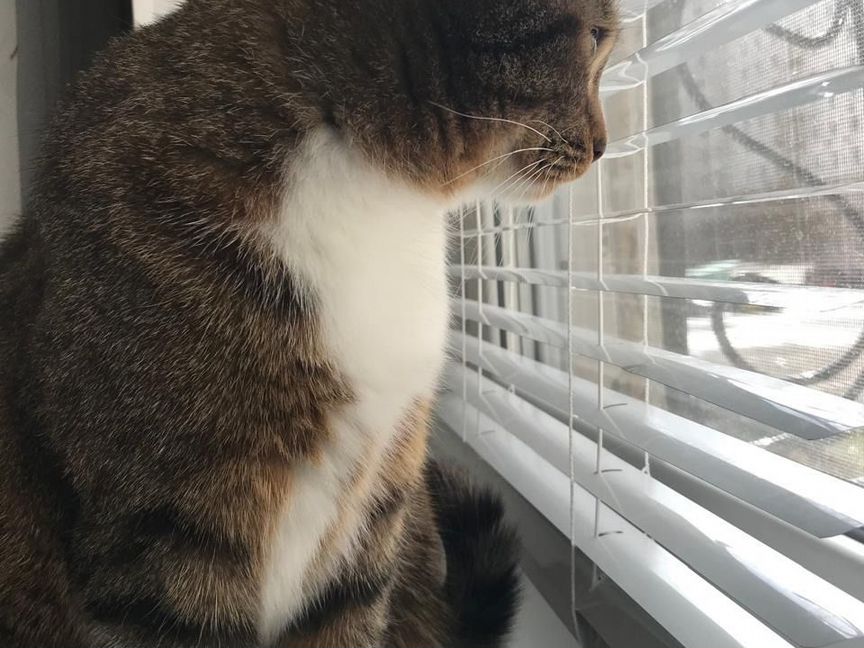 Домашняя кошка