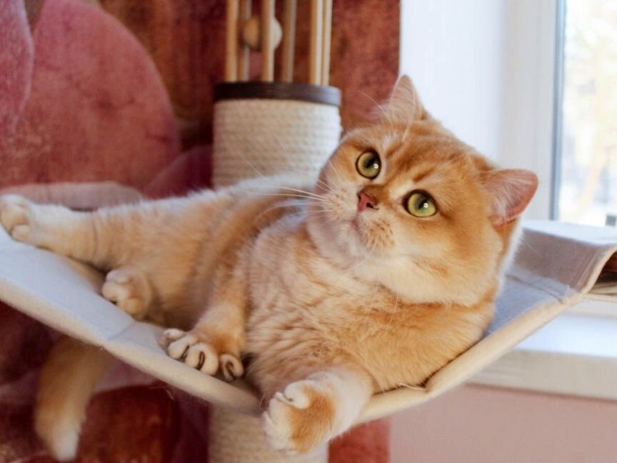 Кошка золотая шиншилла