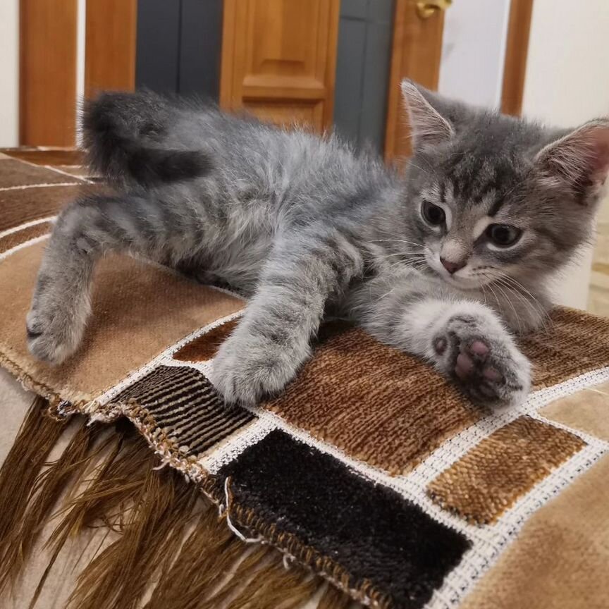 Котёнок в добрые руки