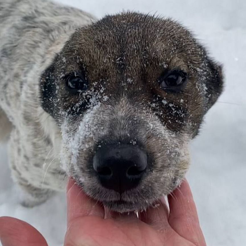Щенок в добрые руки Бонита