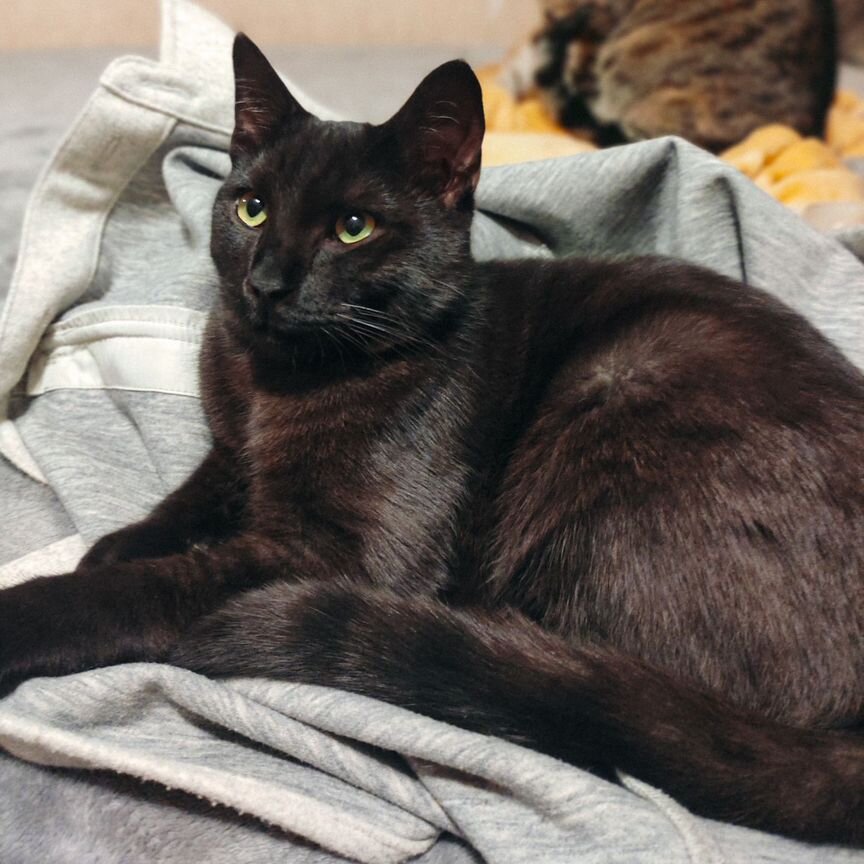 Котенок в добрые руки