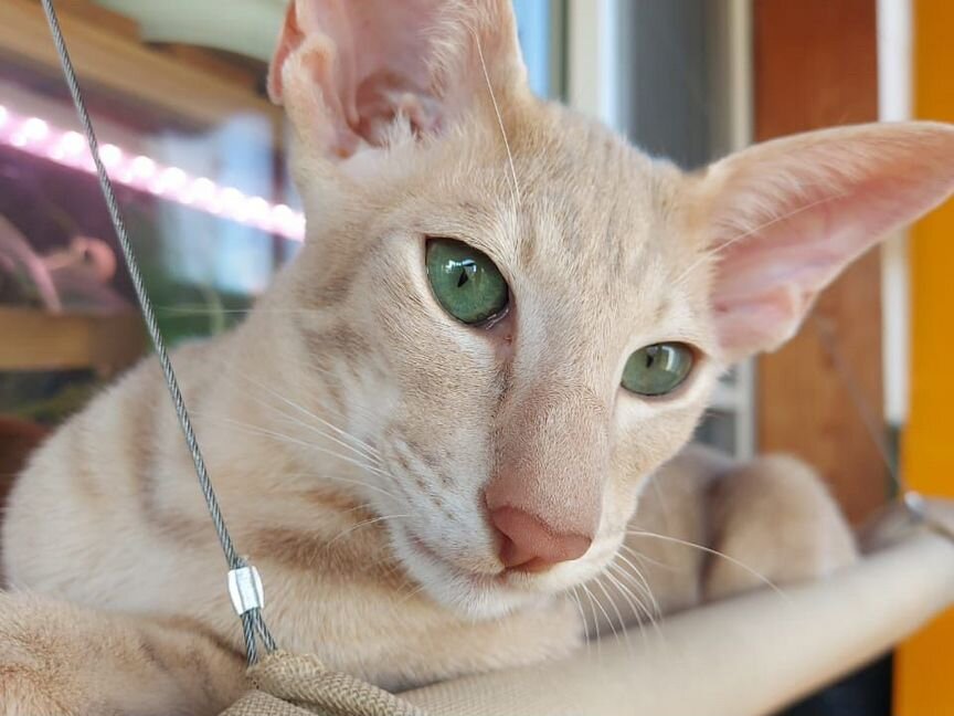 Ориентальные котята