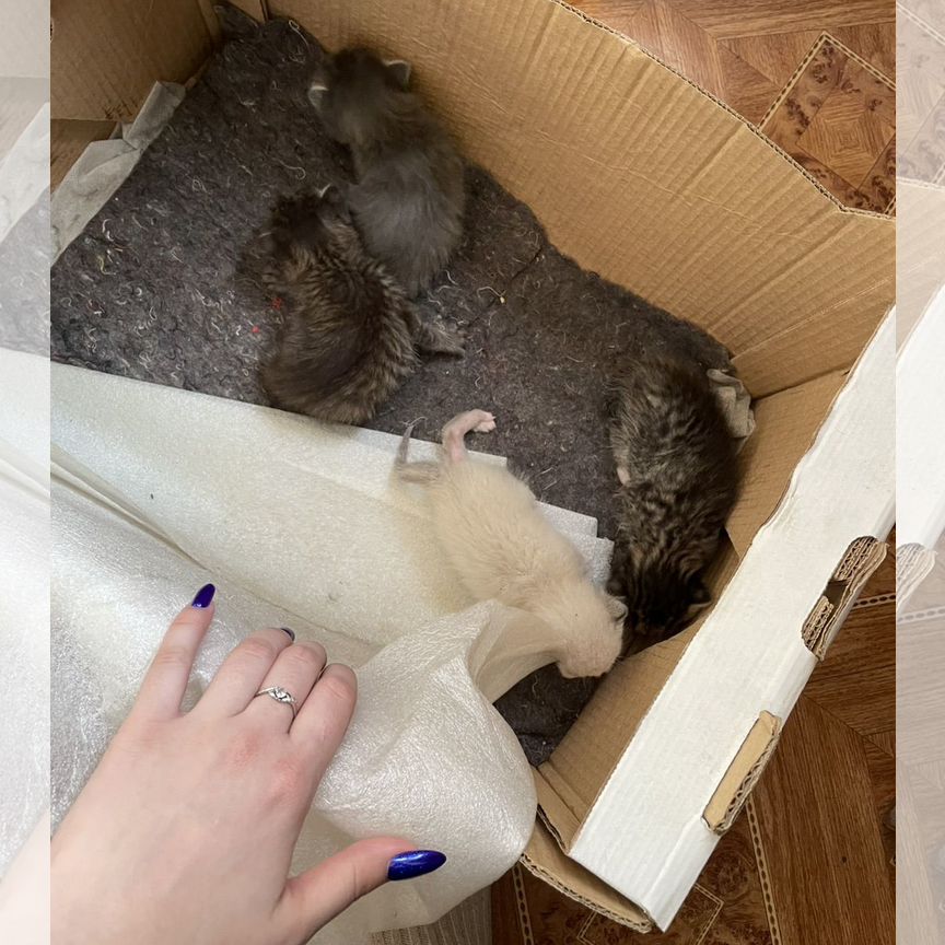 Котёнок в добрые руки