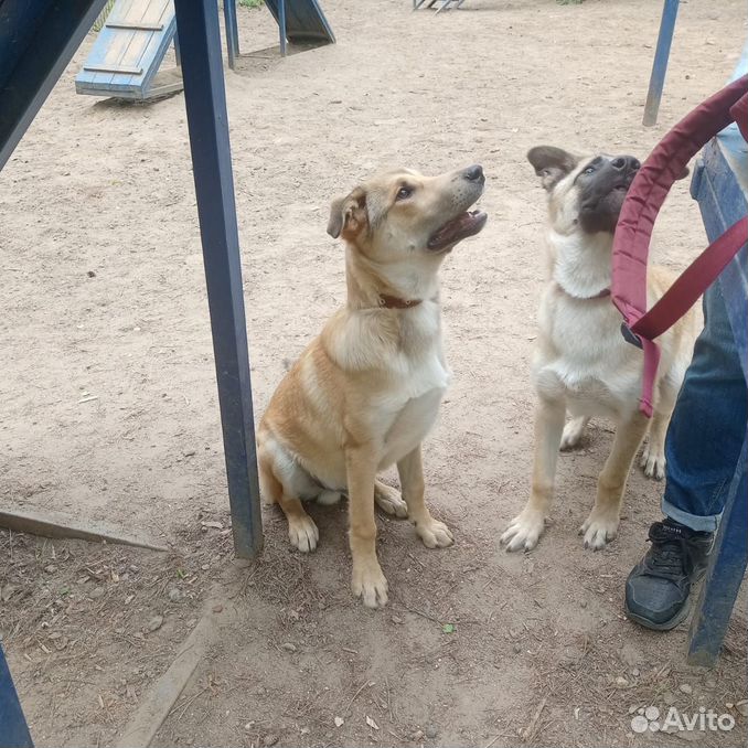 Солнечный мальчик 6 месяцев очень ждет хозяев