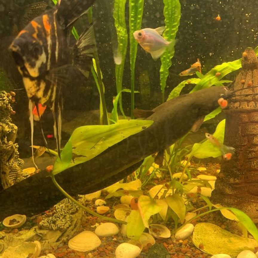 Мешкожаберный сом