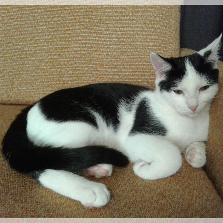 Черно белый котенок - подросток