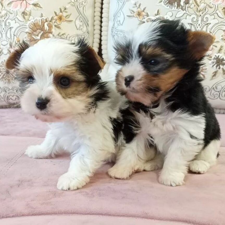 Бивер-йоркширский терьер, щенок