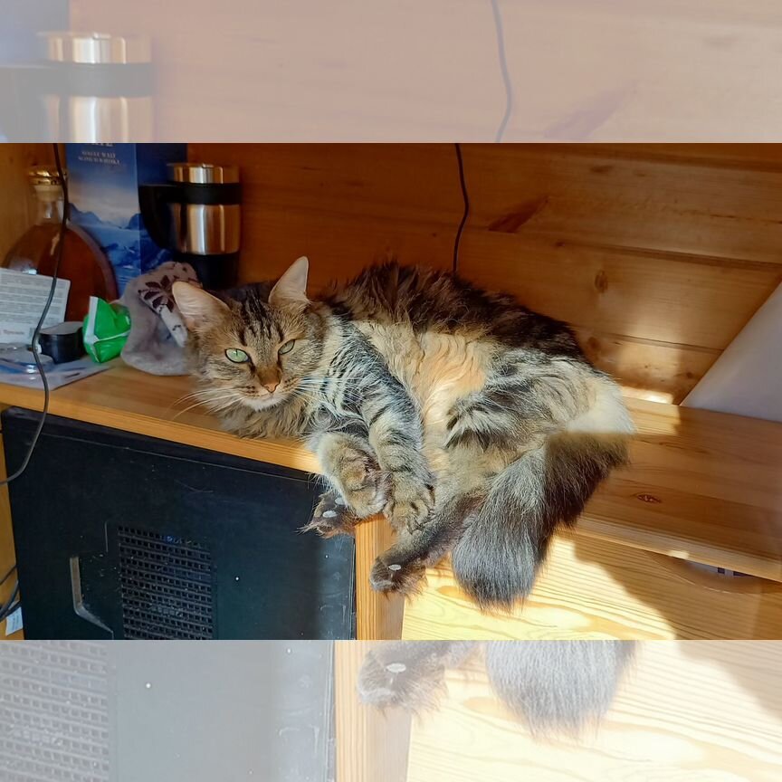 Кошечка Норвежская лесная