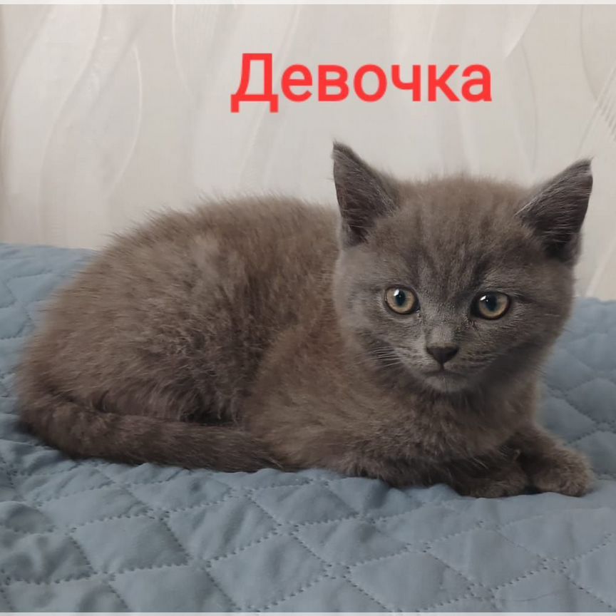 Котята(мальчик и девочка)