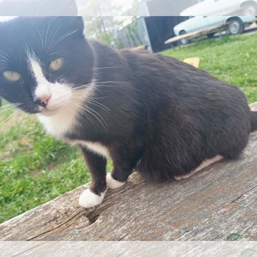 Взрослая, Девочка кошка в добрые руки