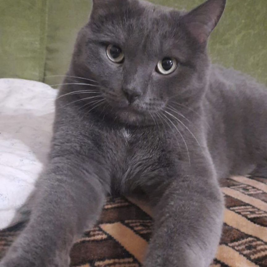 Котик ищет дом