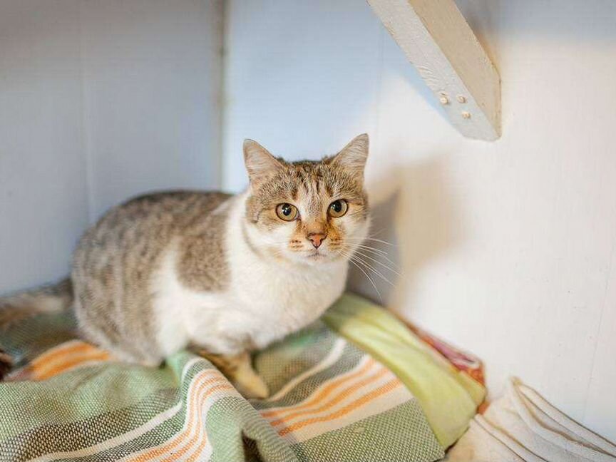 Фисташки ищет дом