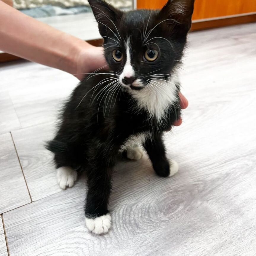 Котенок в добрые руки
