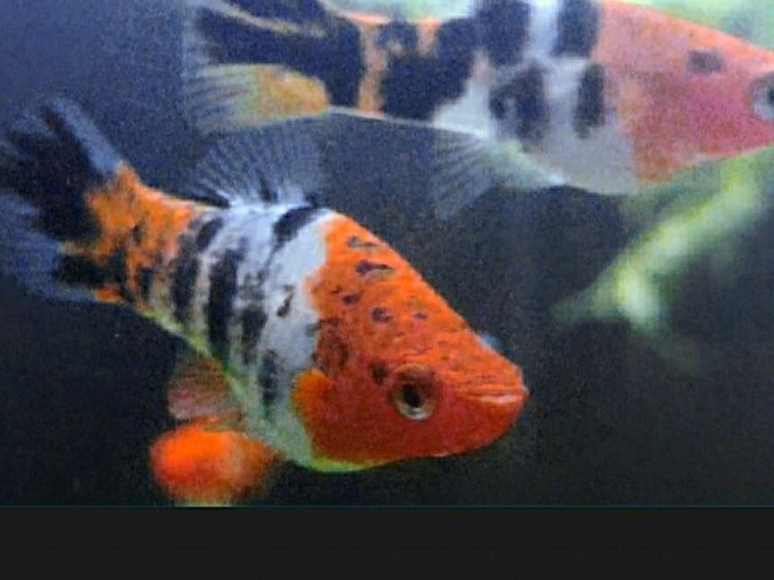 Меченосцы кои шова (триколор)