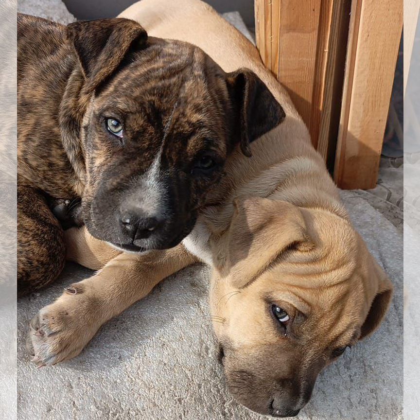 Щенки стаффордширского терьера