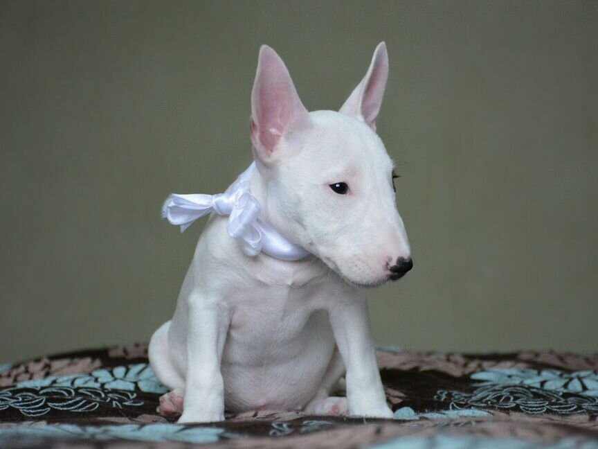 Миниатюрный бультерьер девочка
