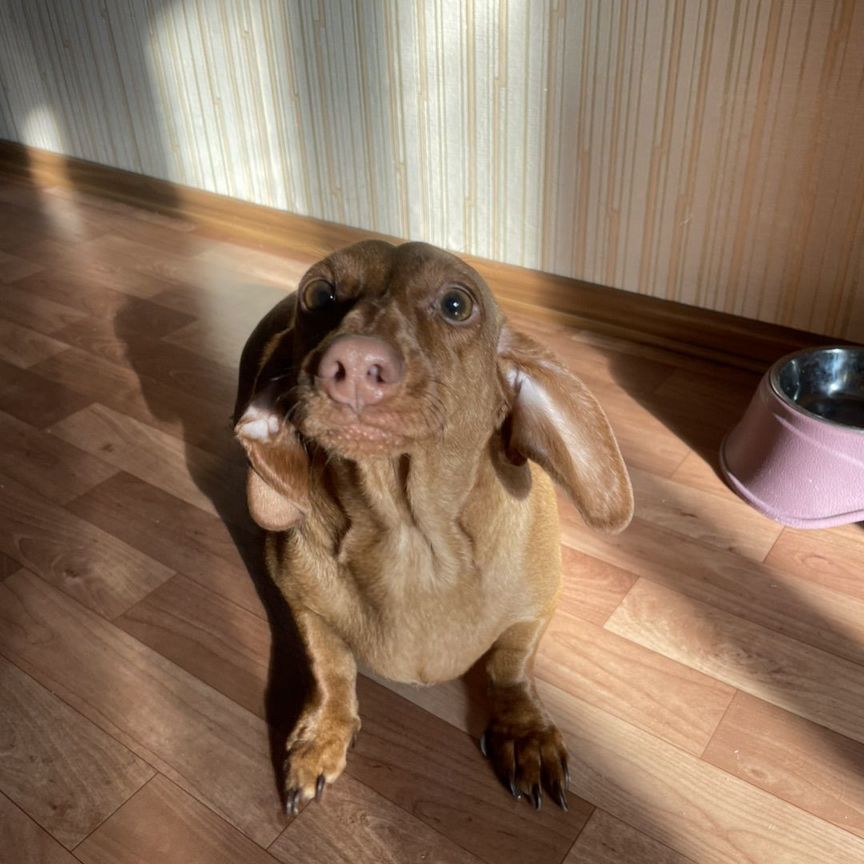 Отдам таксу девочку в добрые руки