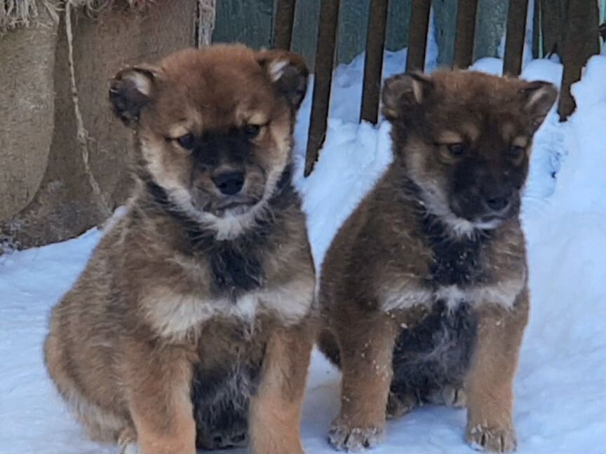 Щенки среднеазиатской овчарки