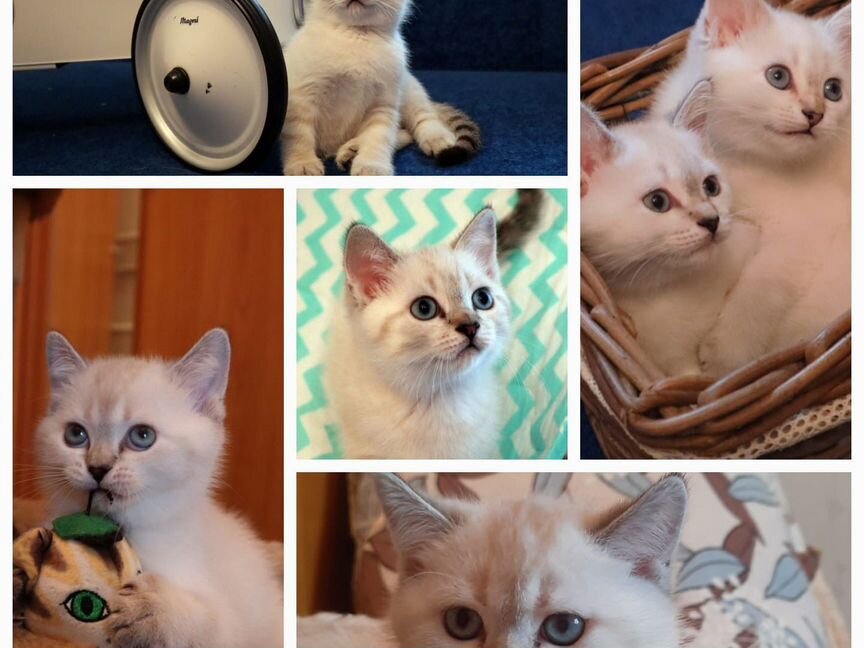 Котята британцы
