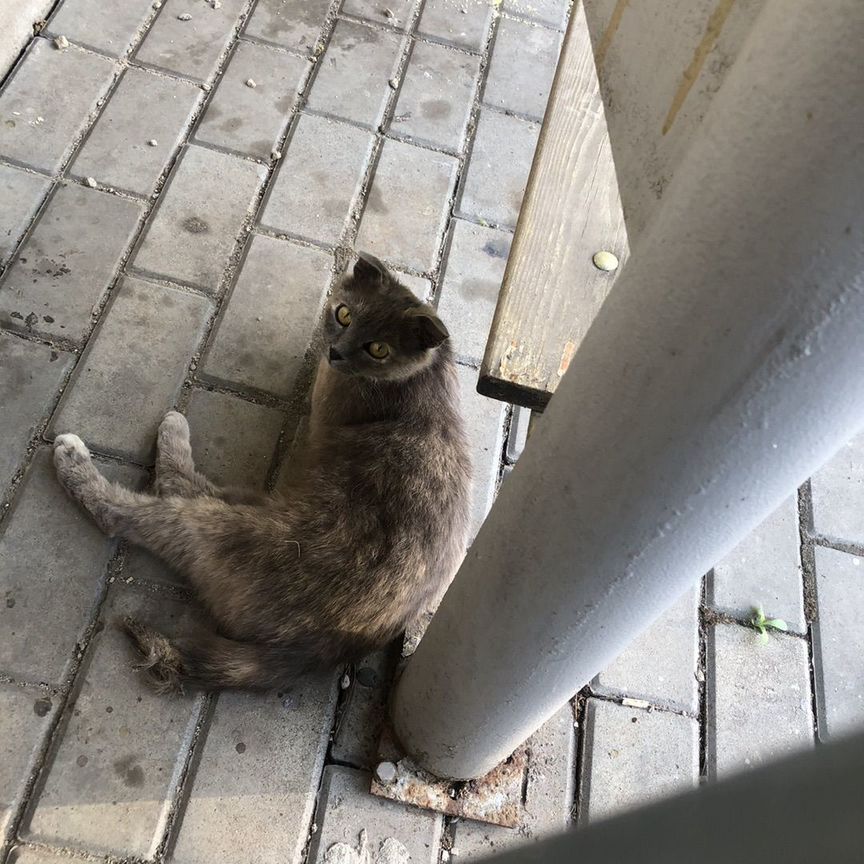 Кошка в добрые руки,умная и ласковая
