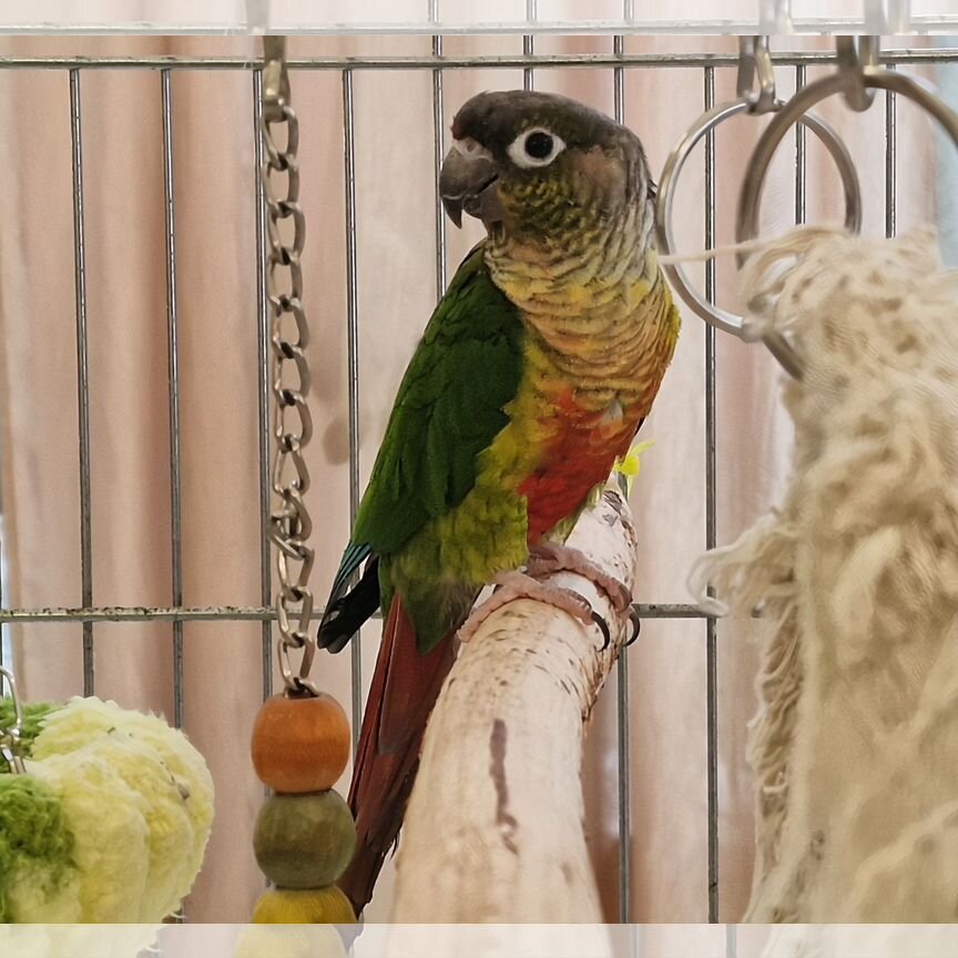 Говорящий попугай пиррура