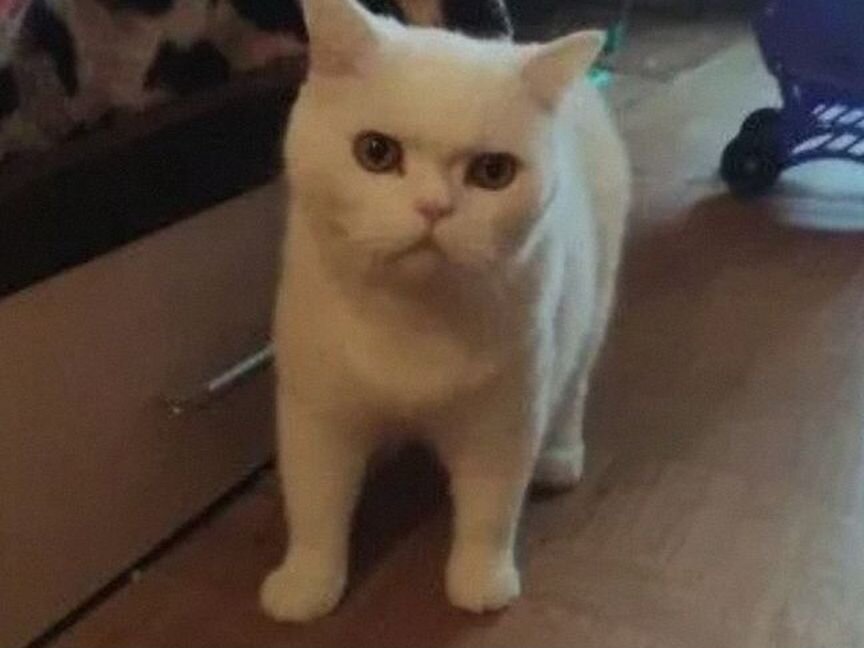 Британский кот