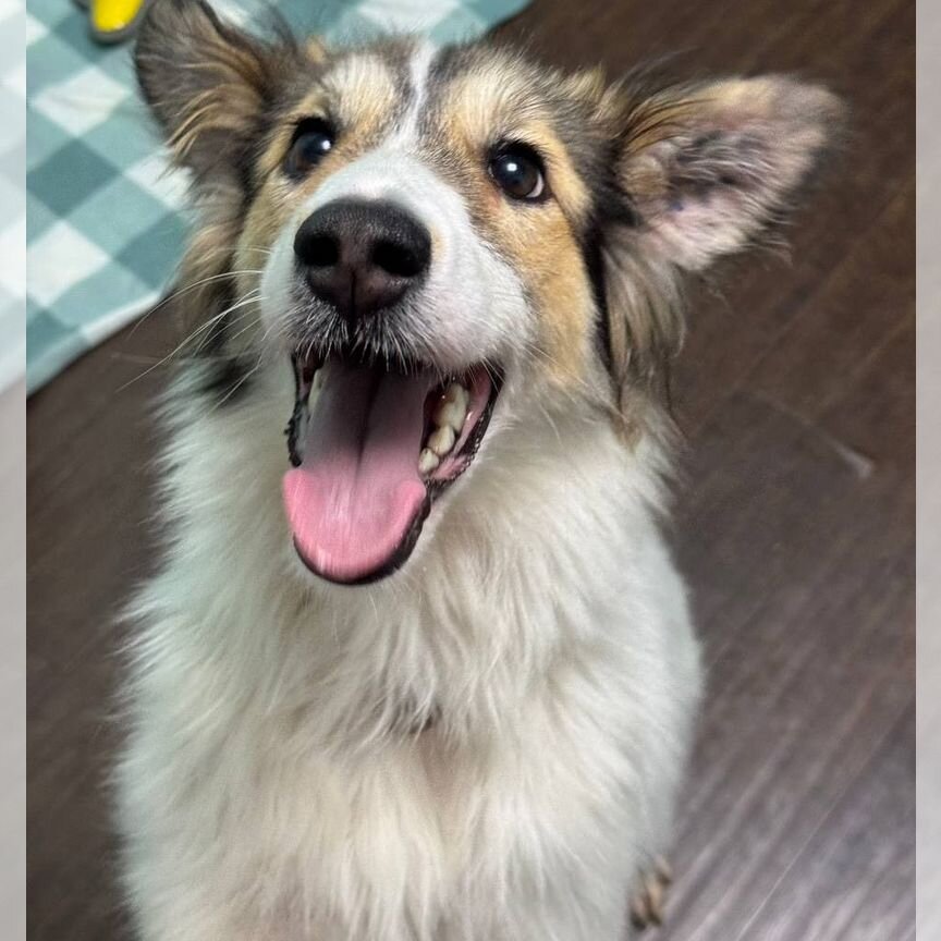 Щенок в добрые руки