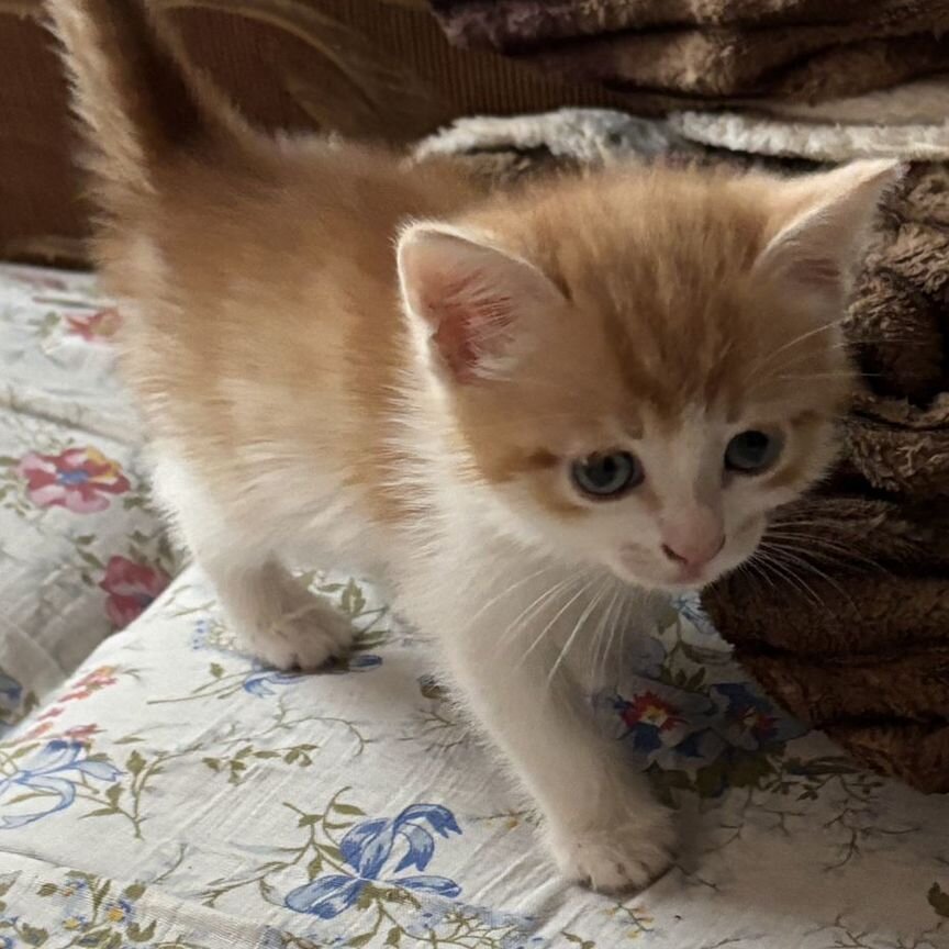 Котёнок в добрые руки