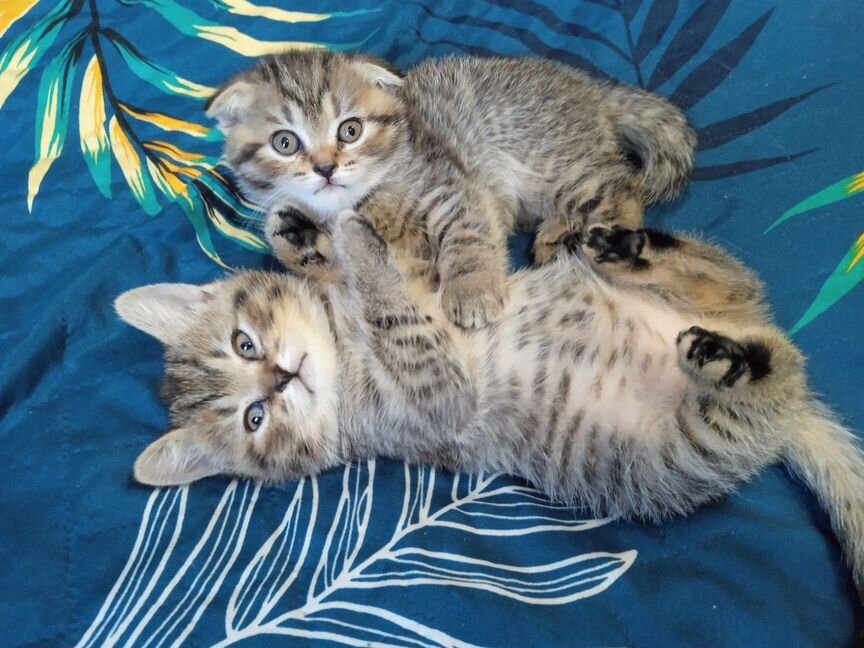 Британские котята