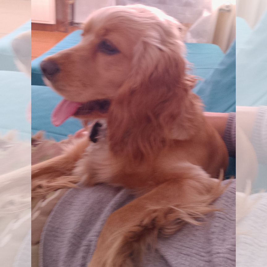 Кокер спаниель, взрослая собака