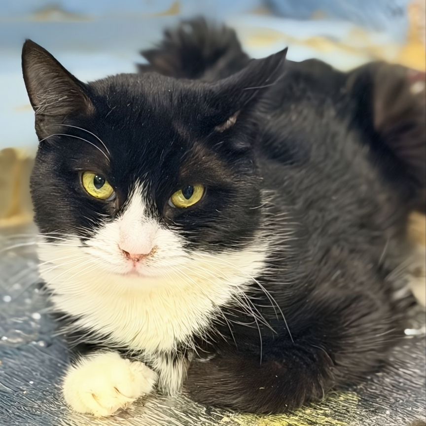 Взрослая, кошка в добрые руки