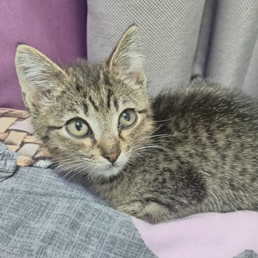 Котенок девочка в добрые руки
