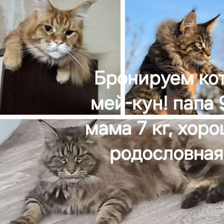 Котята мейн-кун