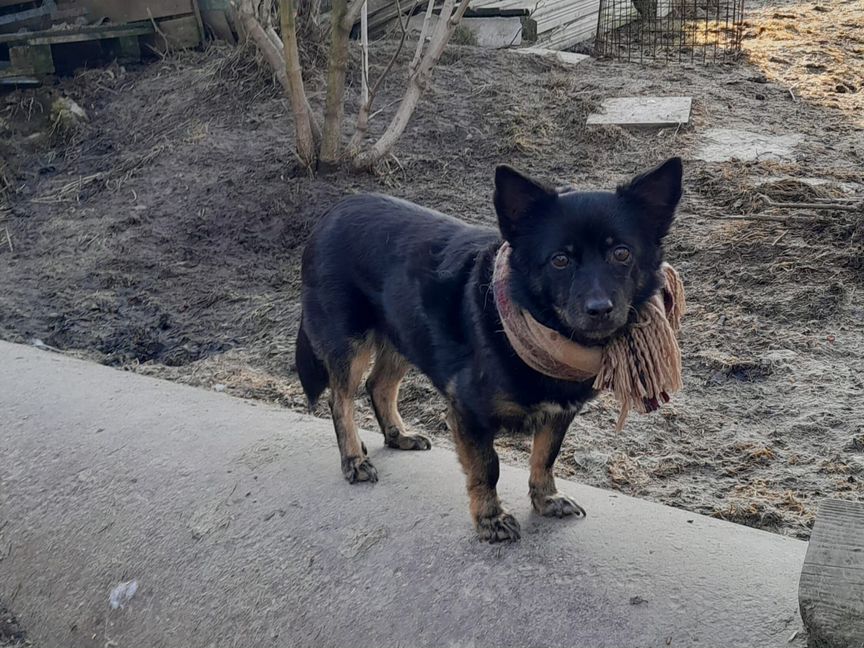 Маленькая собака ищет дом/передержку