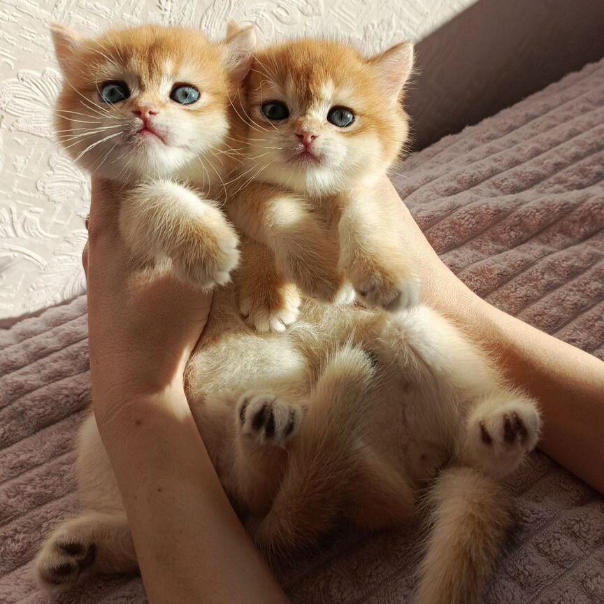 Британский короткошёрстный котёнок