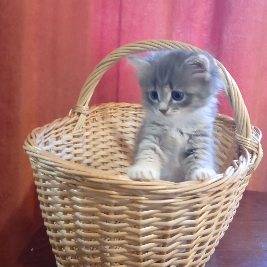 Серенький котёнок девочка 1,5мес. Бесплатно