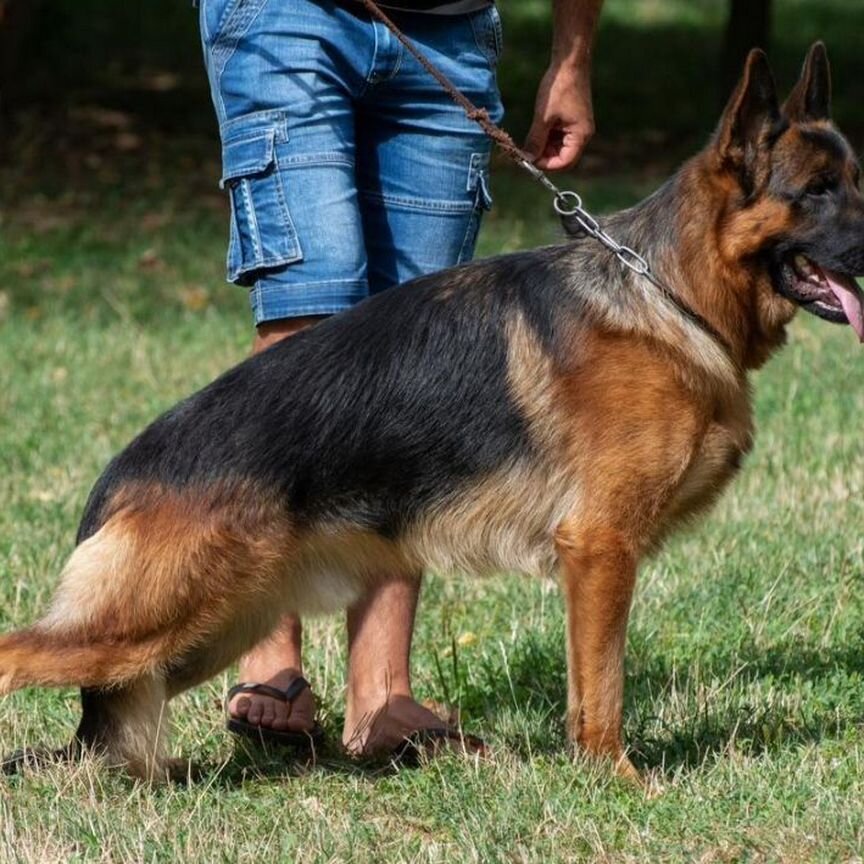 Щенки немецкой овчарки с документами РКФ