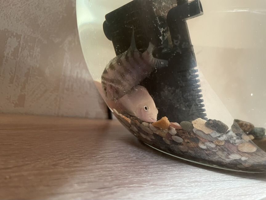 Рыбки цихлиды