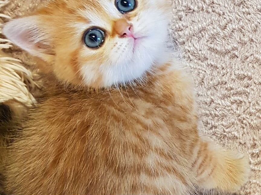 Шотландские котята