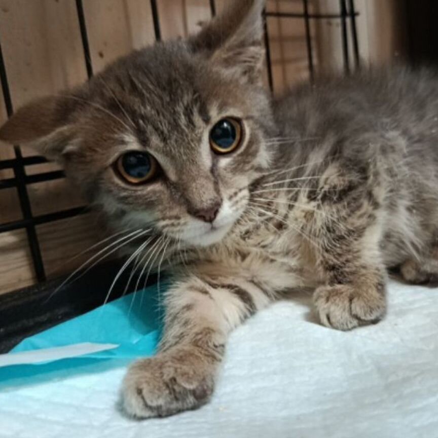 Котёнок в добрые руки