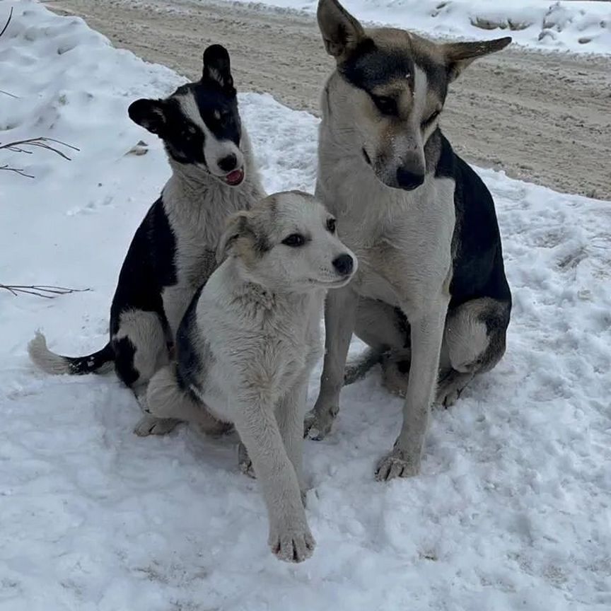 Собаки бездомыши