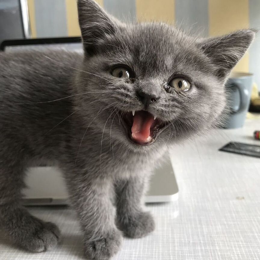Британский короткошёрстный котёнок