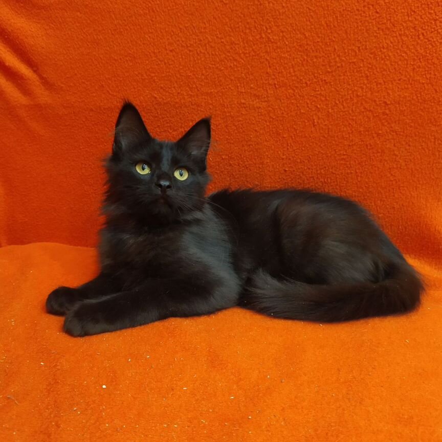 Чёрный красавчик в хорошие руки