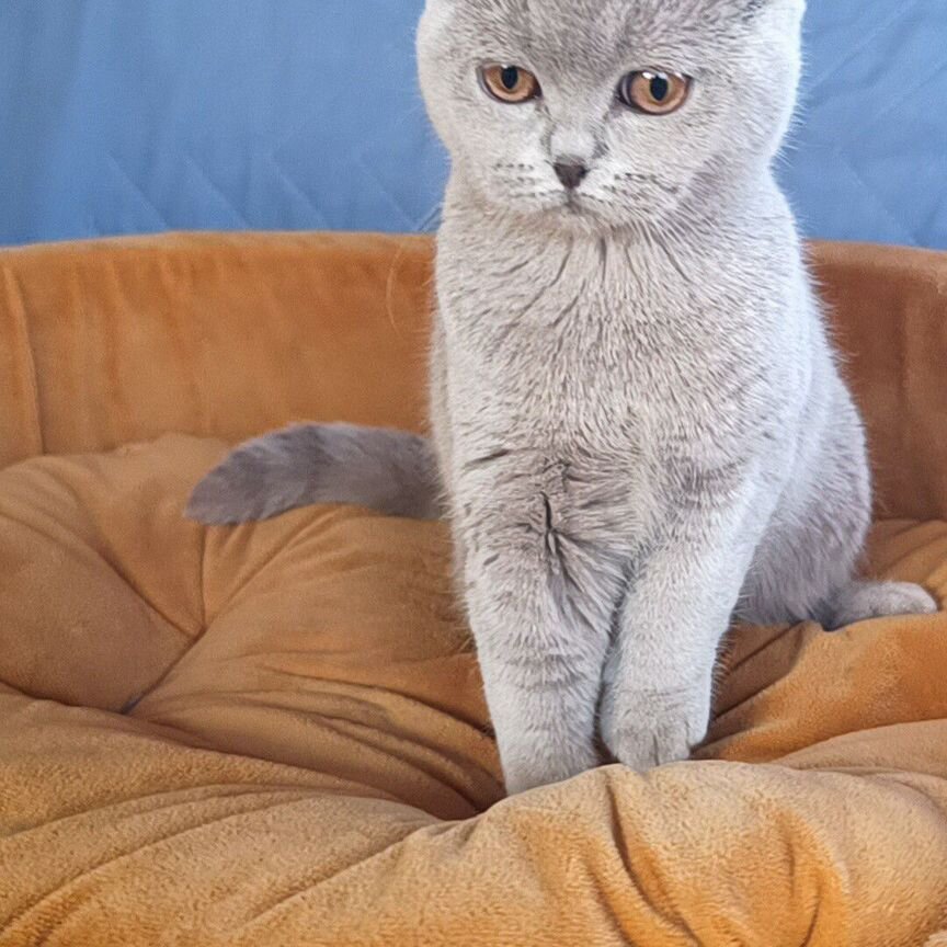 Плюшевая девочка