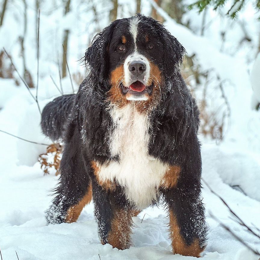 Бернский зенненхунд, щенок