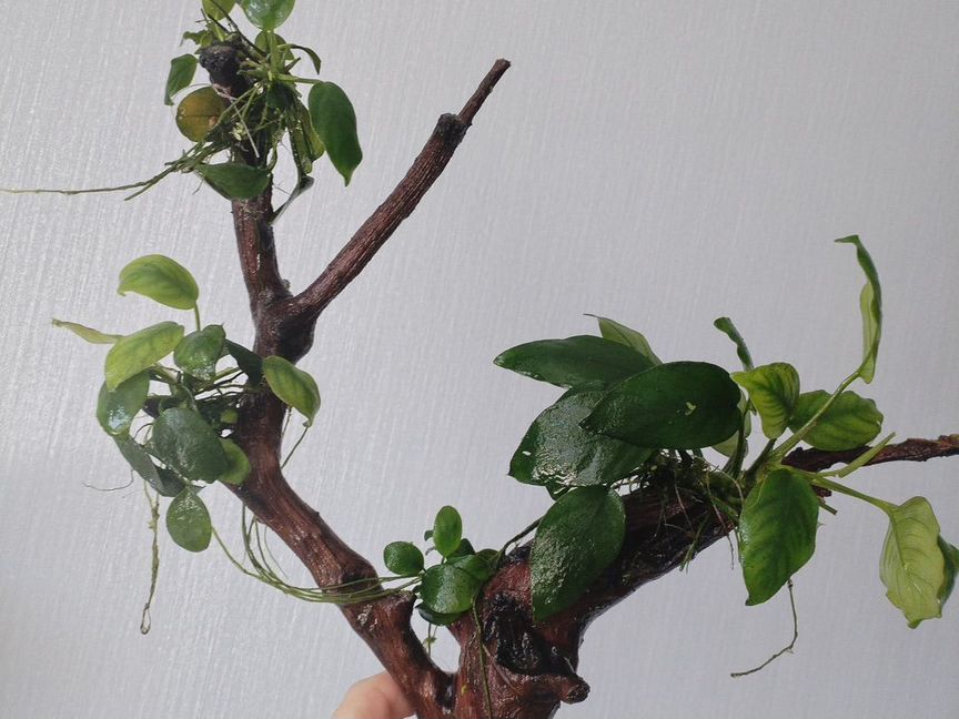 Коряга для аквариума с анубиасами