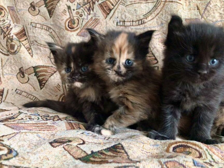 Котята мейн-кун